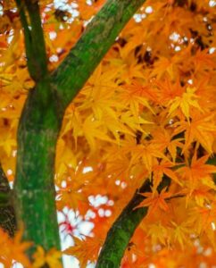 How to Prune a Japanese Maple | Know the Timing and Tools to Use