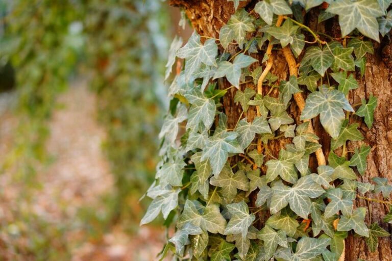 Removing Tree Ivy | Cut off The Ivy at the Base | Gently Pull the Ivy Away