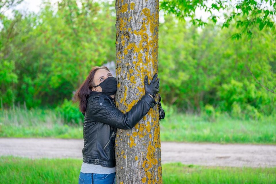 How Do I Know When A Tree Is Sick? - Northside Tree Professionals